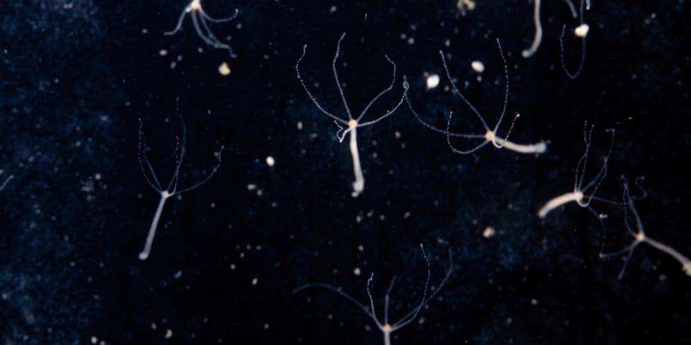 Mapeamento inédito analisa regeneração das cabeças dos animais Hydra
