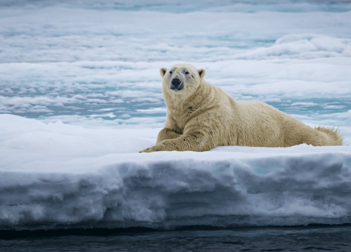 Confirmada a primeira morte de urso polar por gripe aviária