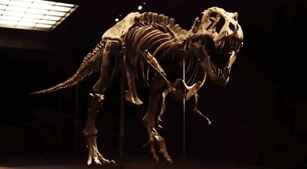 Saiba o destino do fóssil de T. Rex mais completo e caro do mundo