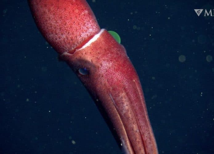 Lula com olhos diferentes surpreende passeio de cientistas no fundo do mar