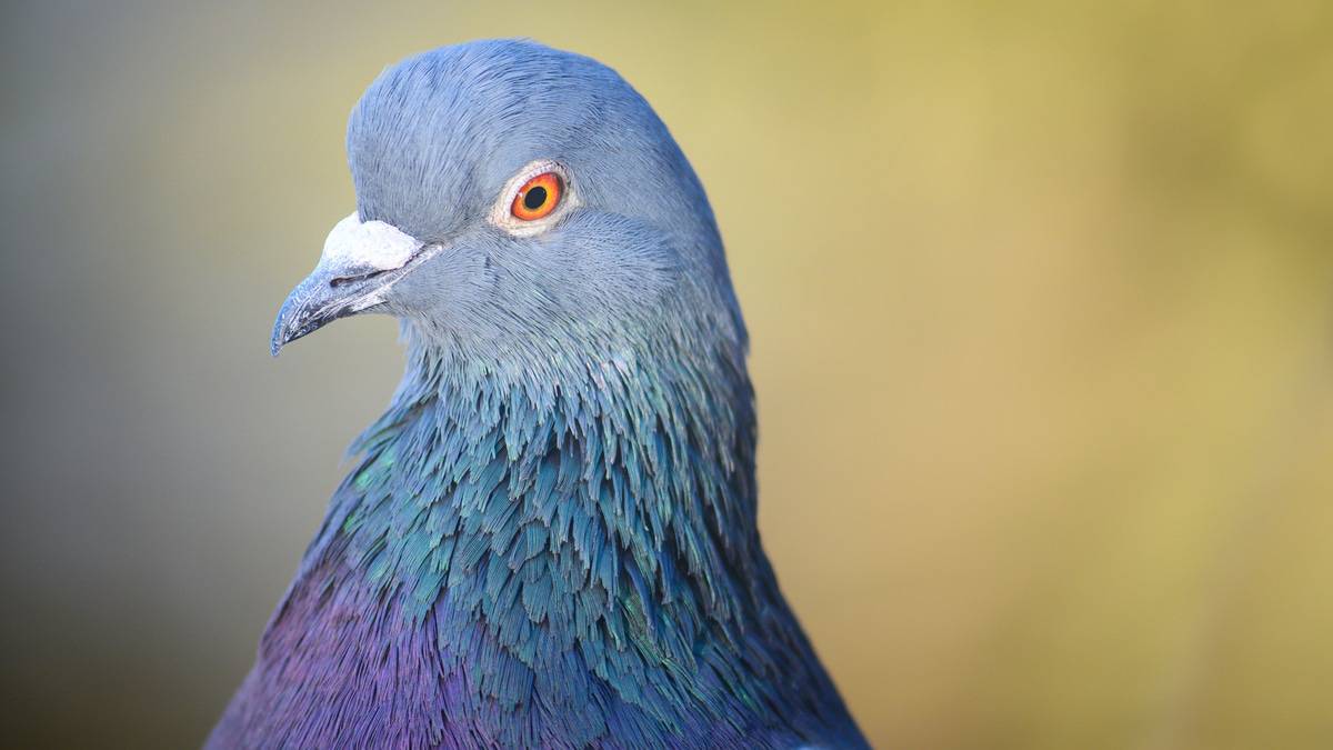 Ancestral do pombo doméstico é encontrado na Escócia e Irlanda