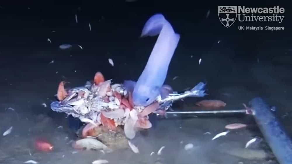 Descoberta nova espécie de peixe-caracol na América do Sul