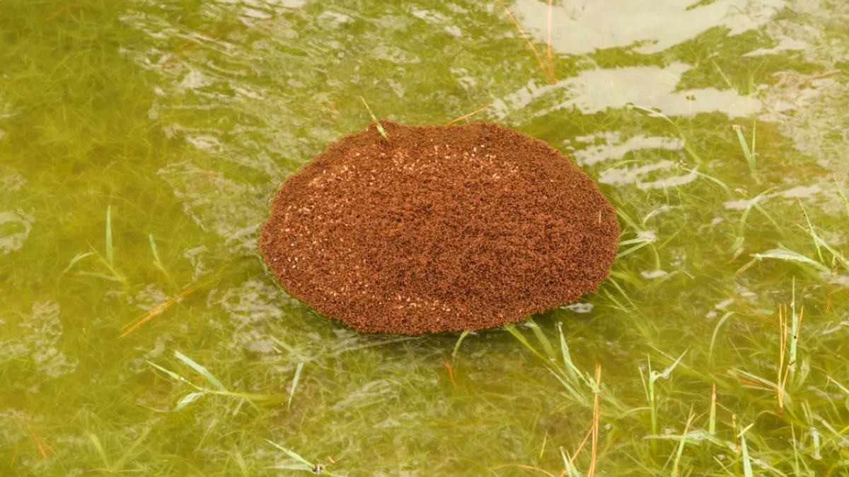 Como as formigas-de-fogo constroem "ilhas"? - Olhar Digital