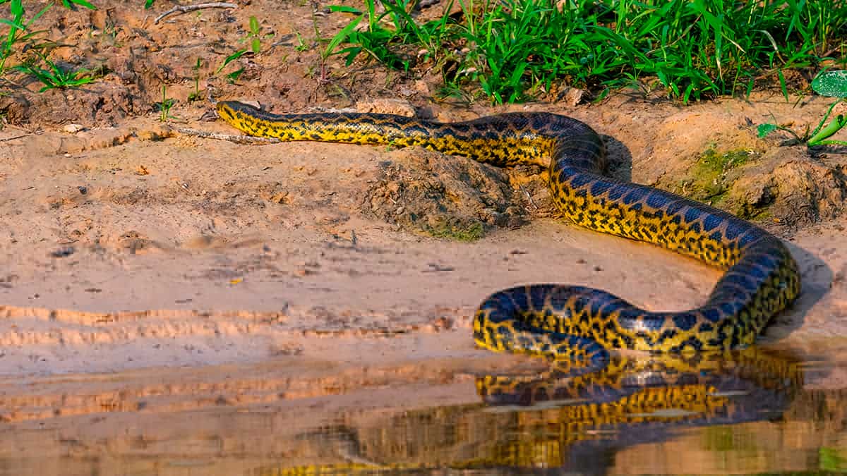 Documentário com Will Smith descobre anaconda na Amazônia