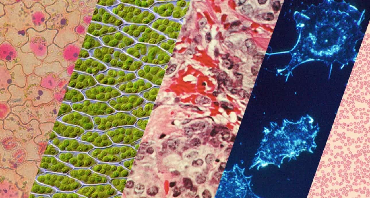 IA brasileira é a mais precisa do mundo em identificação de texturas