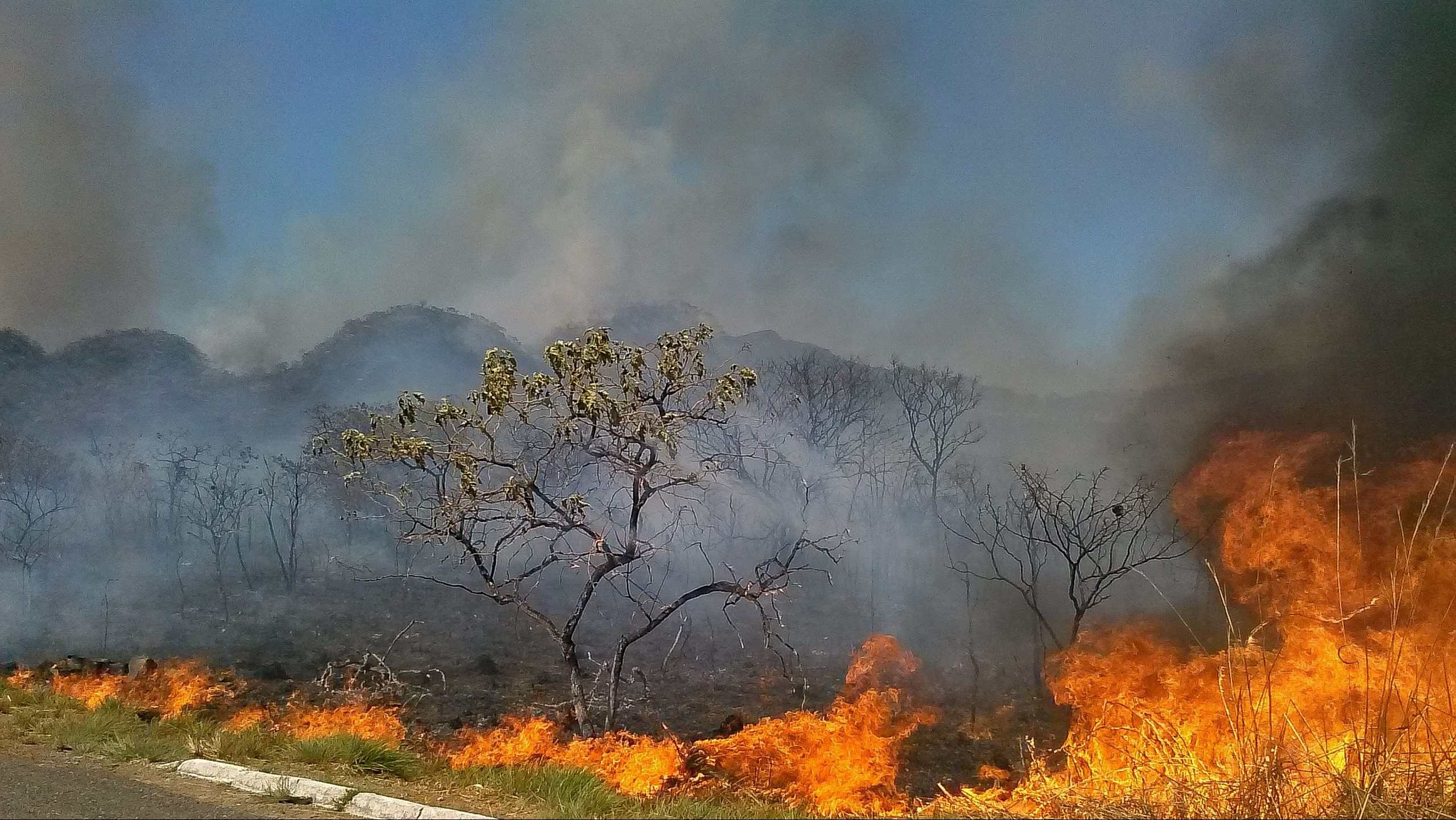 Consequências das queimadas já chegam até seu prato; entenda