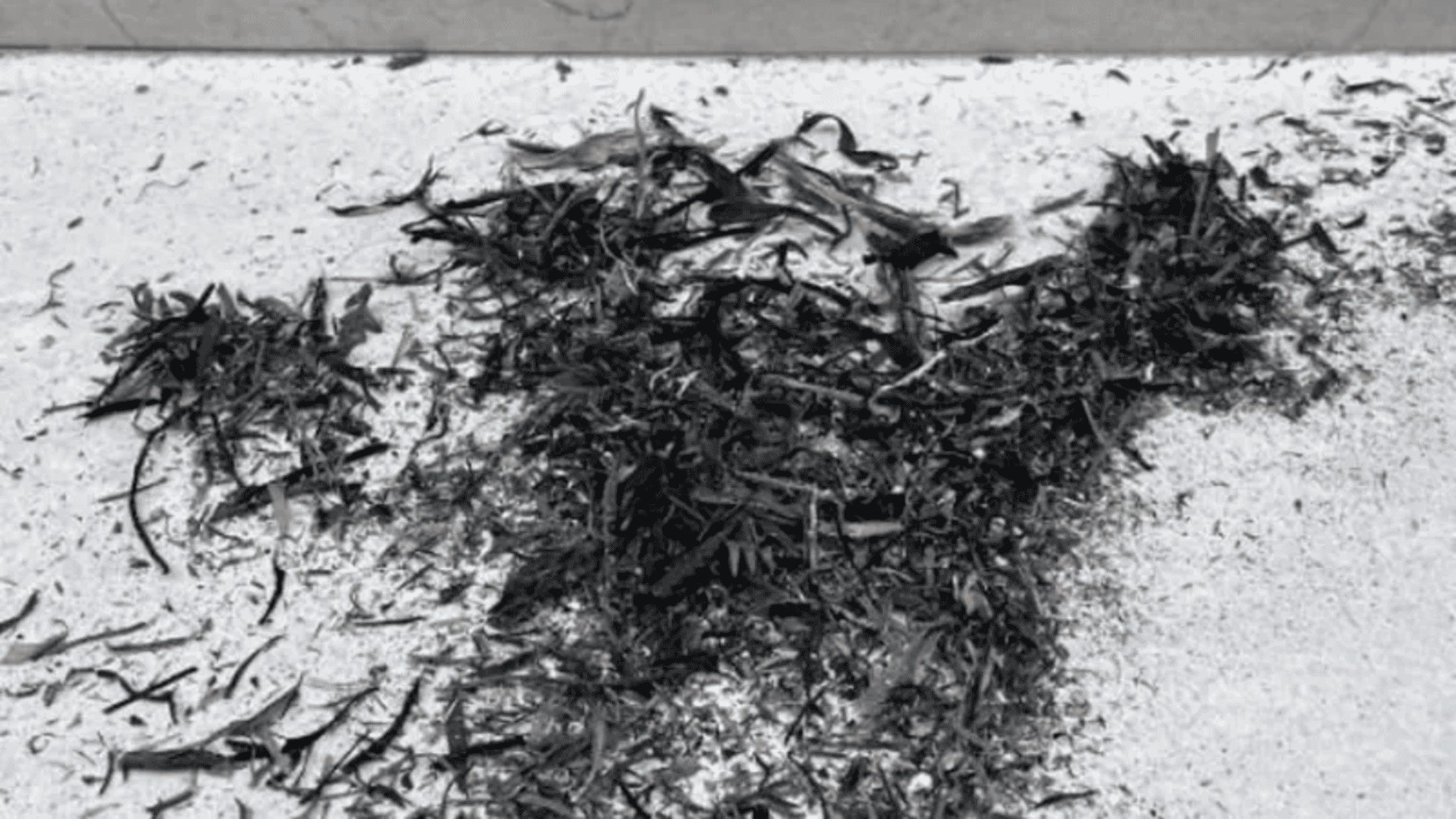 SP registra "chuva de fuligem" causada pelas queimadas