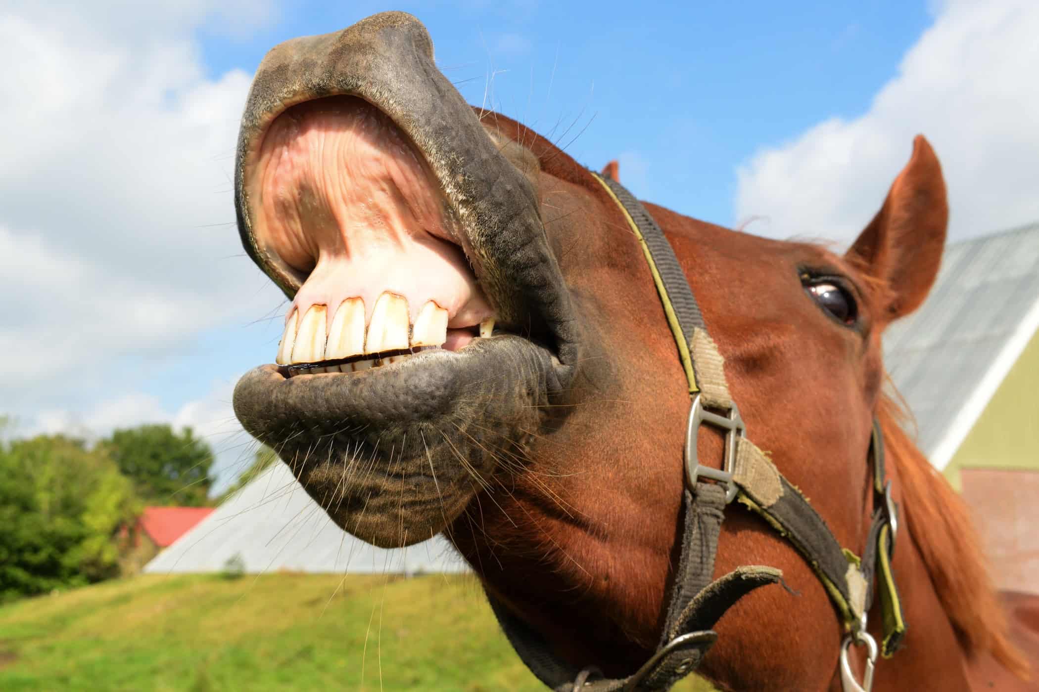 Primeiro cavalo da história era minúsculo — e já foi para o espaço!